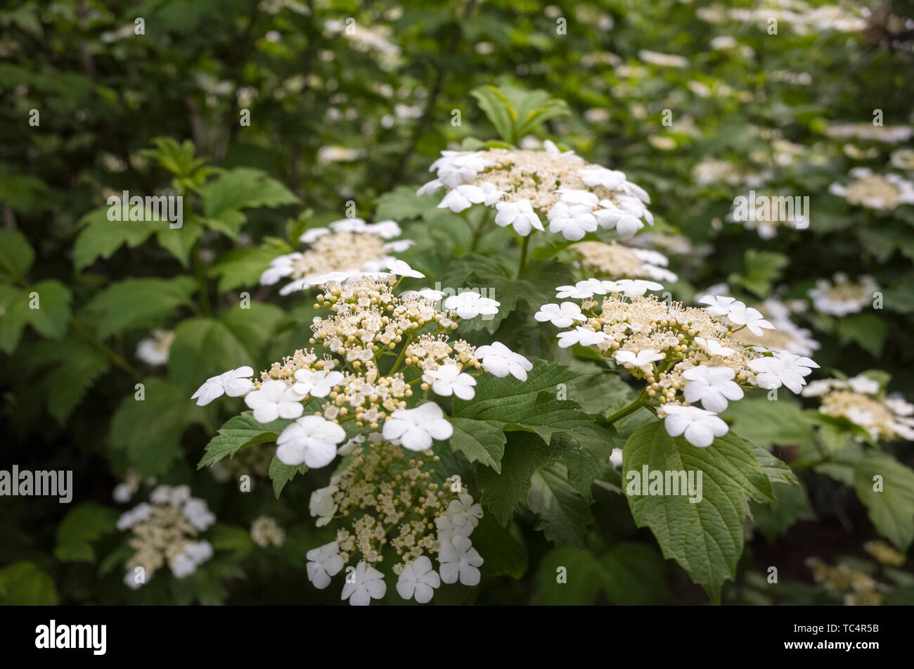 Stasis and swelling hi-res stock photography and images - Alamy