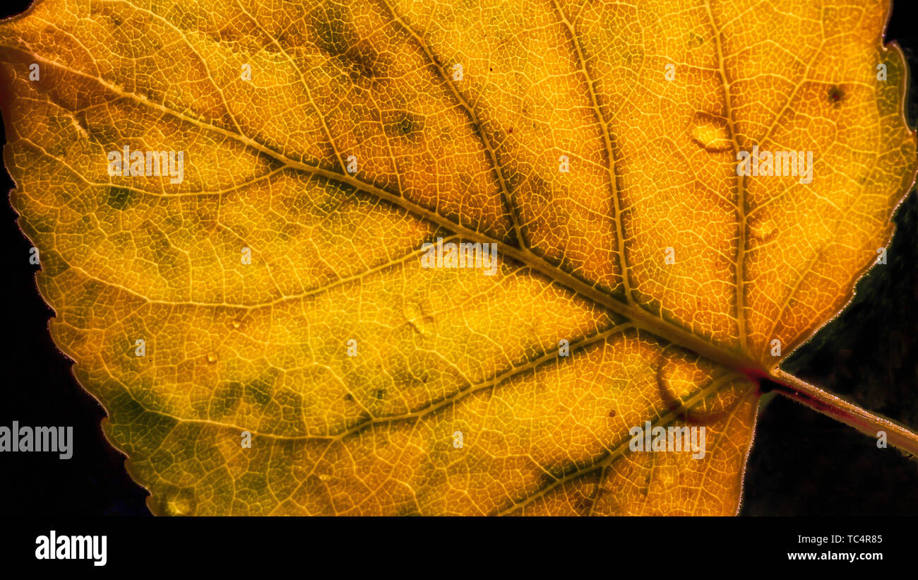 Micro Veins High Resolution Stock Photography and Images - Alamy