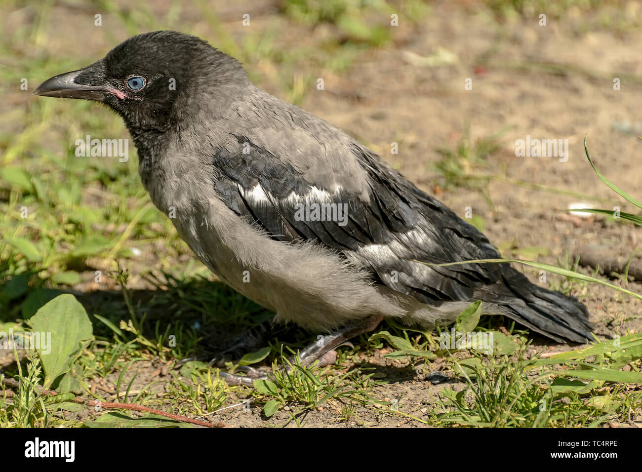 Juvenile gray crow, birds nesting type Stock Photo - Alamy