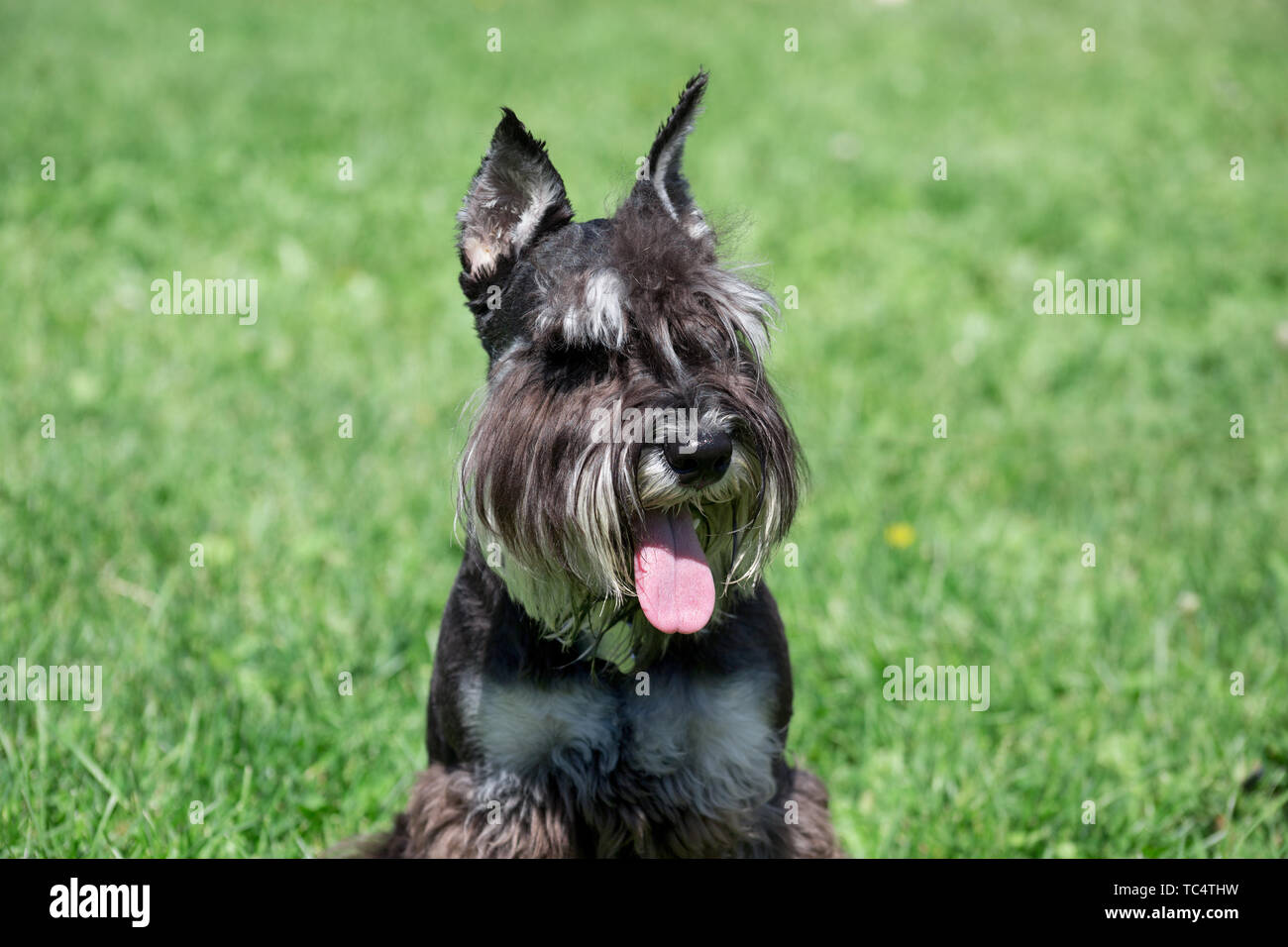 Schnauzer zwergschnauzer dwarf schnauzer hi-res stock photography and ...