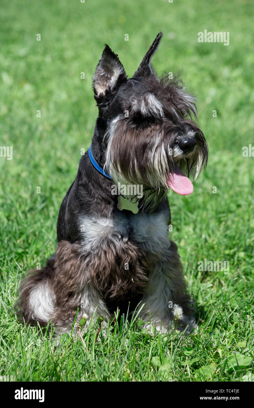 Cute zwergschnauzer puppy with lolling tongue is sitting on a spring ...