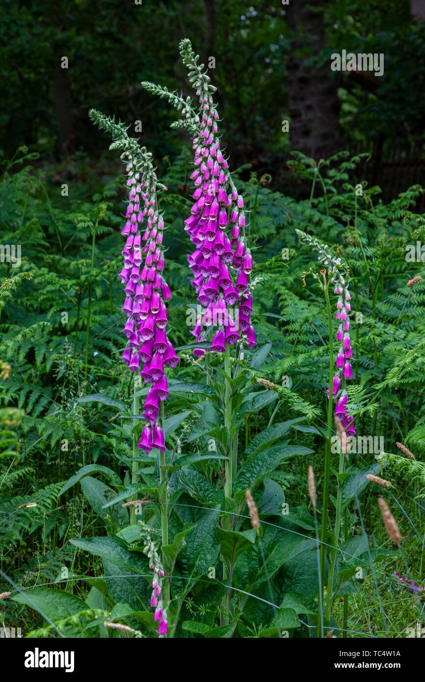 Foxglove. Digitalis purpurea (Scrophlariaceae) growing wild in the ...