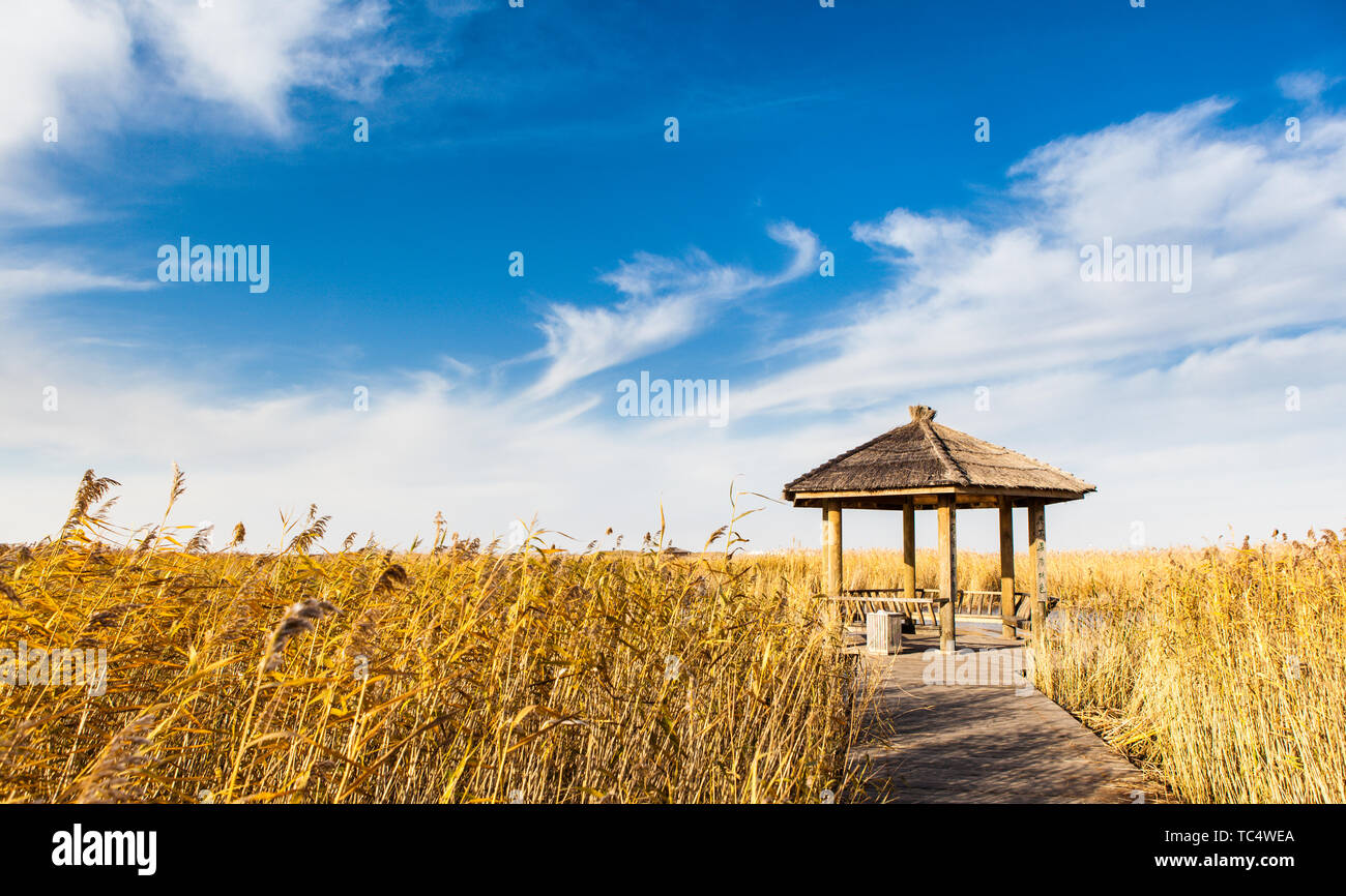 Reeds daylight chinese yellow blue pavilions clouds boardwalk protected ...