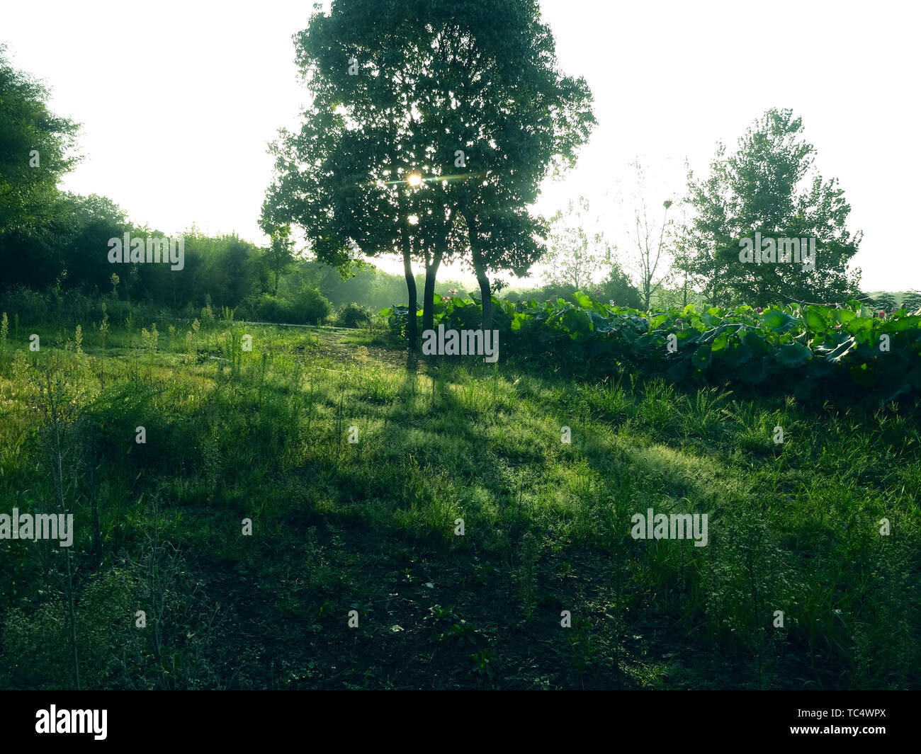 Early morning sunshine, trees and meadows Stock Photo - Alamy