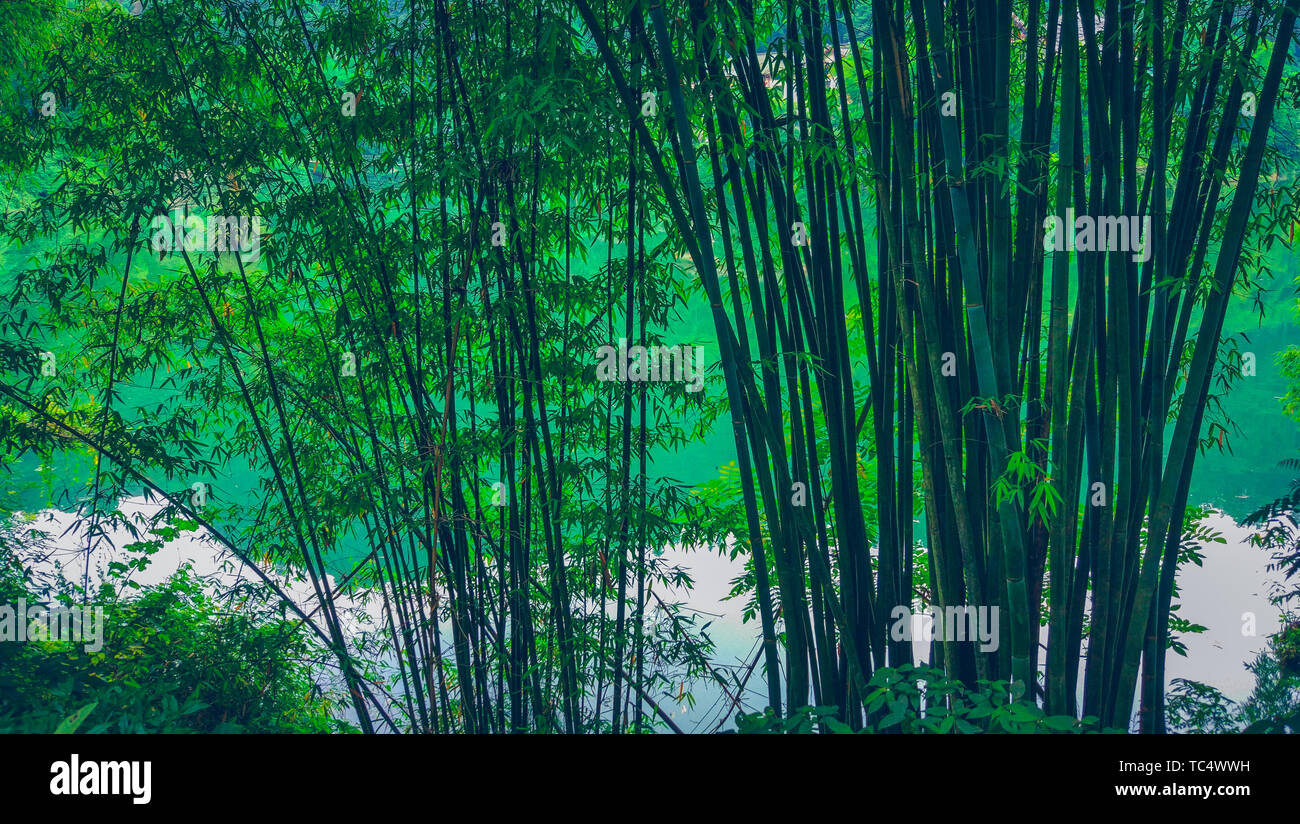 Green plants, forest landscapes Stock Photo - Alamy