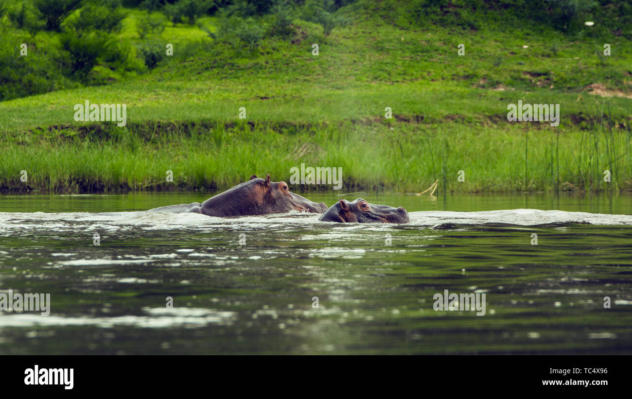 Africa, Zimbabwe, animals, natural primitive, hippos, Zambezi Stock ...