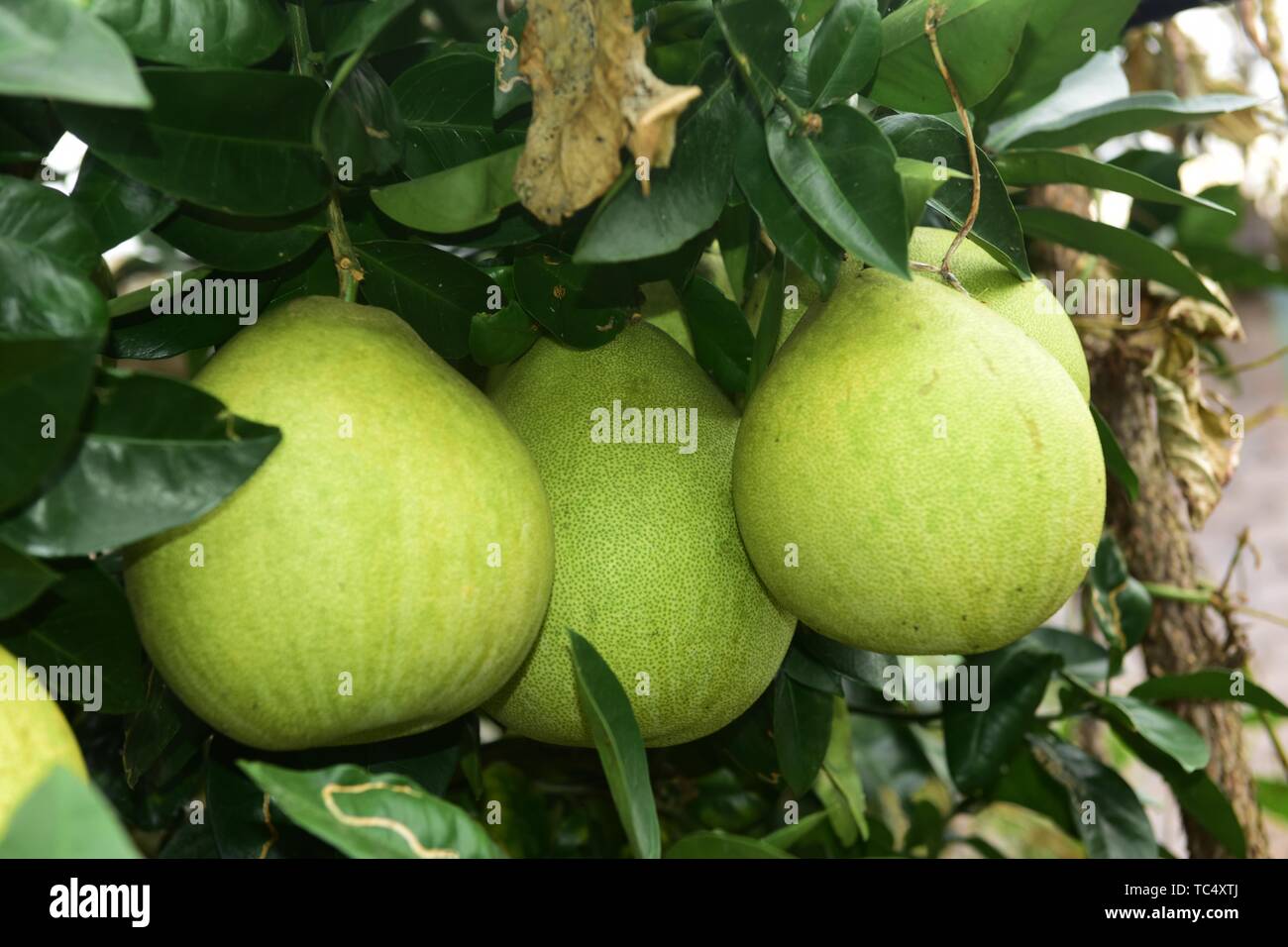 Pomelo picture hi-res stock photography and images - Alamy