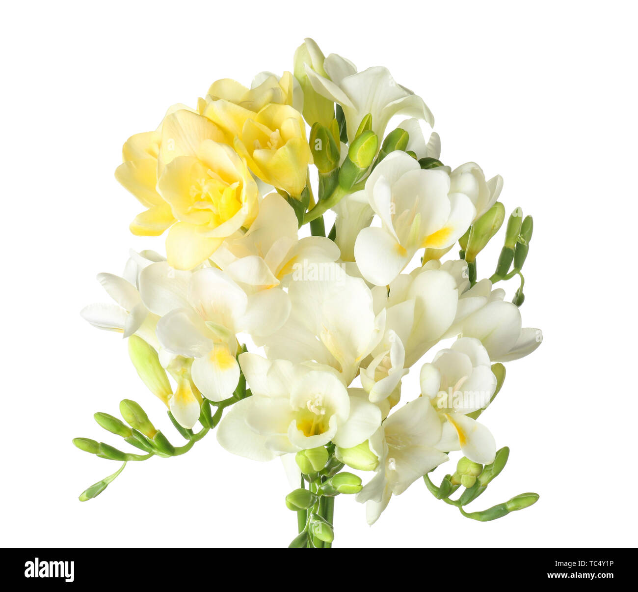 Beautiful freesia flowers on white background Stock Photo - Alamy