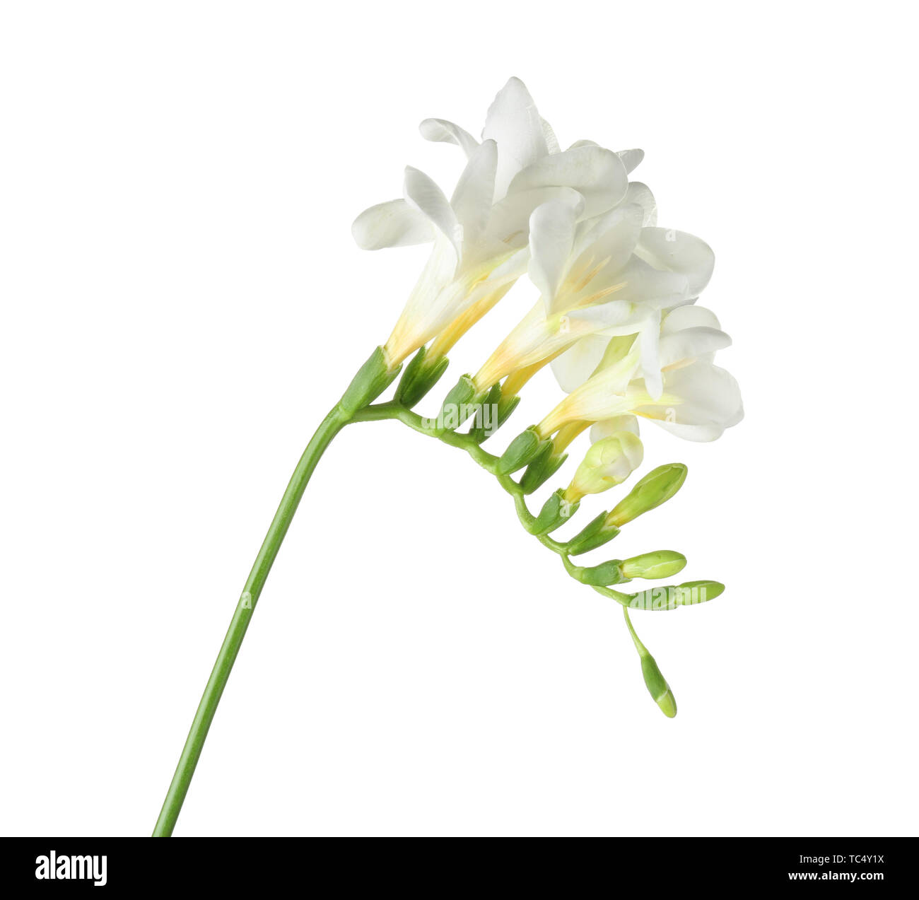 Beautiful freesia flowers on white background Stock Photo - Alamy