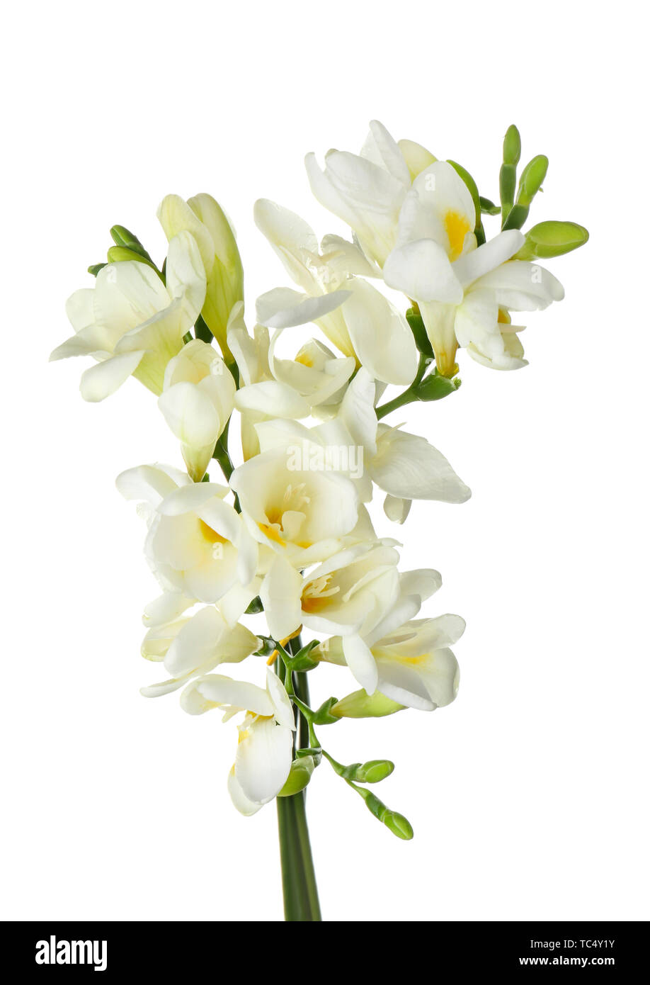 Beautiful freesia flowers on white background Stock Photo - Alamy