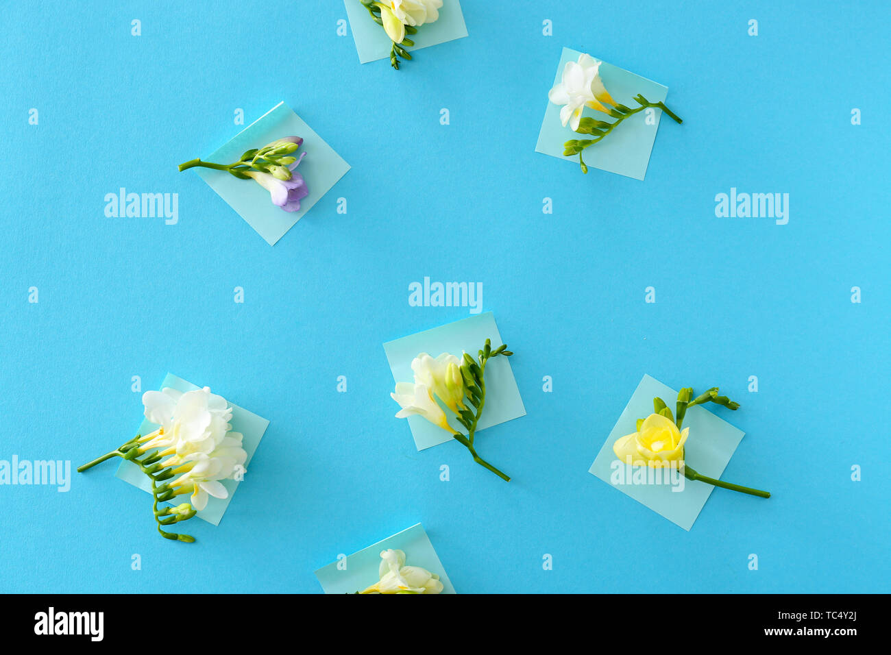 Paper sheets and beautiful freesia flowers on color background Stock ...