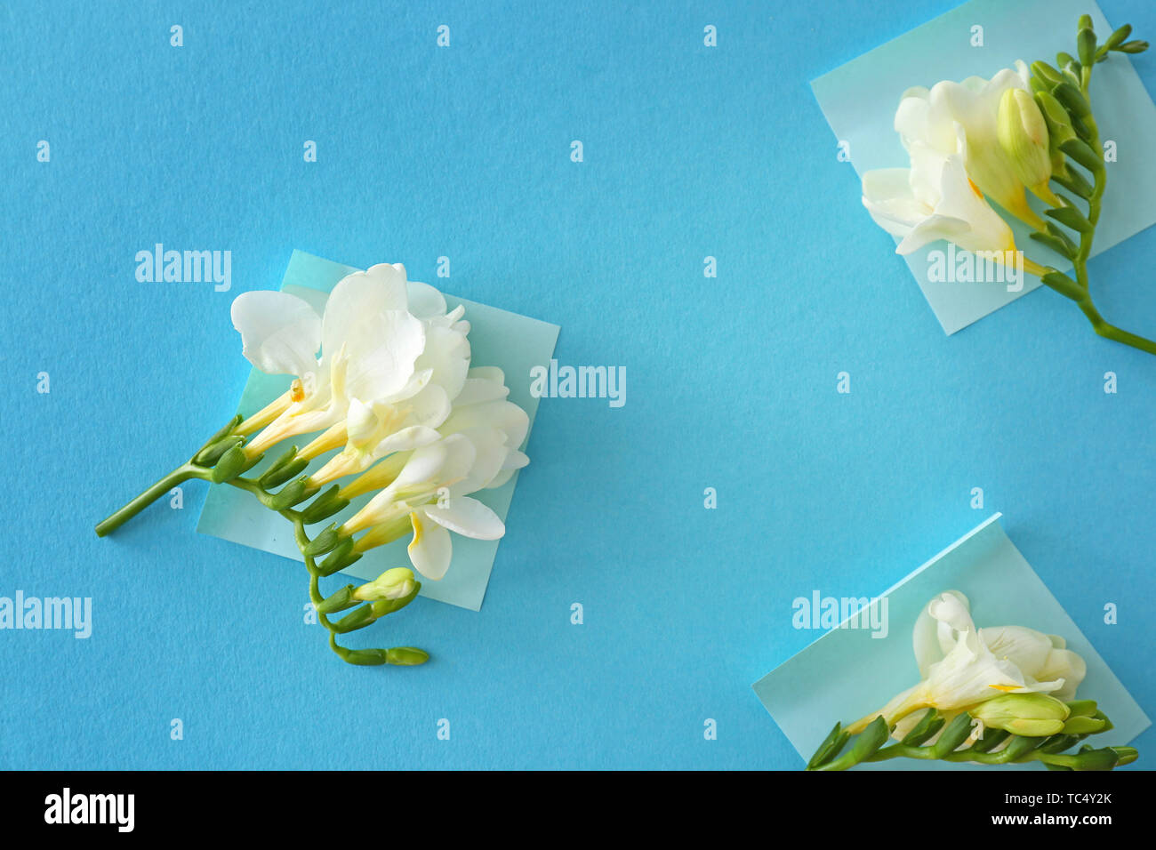 Paper sheets and beautiful freesia flowers on color background Stock ...