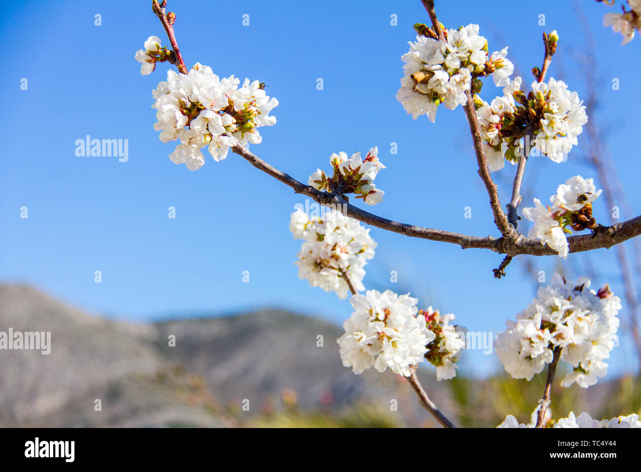 Cherry tree in bloom in Vall de Laguar, Spain Stock Photo - Alamy