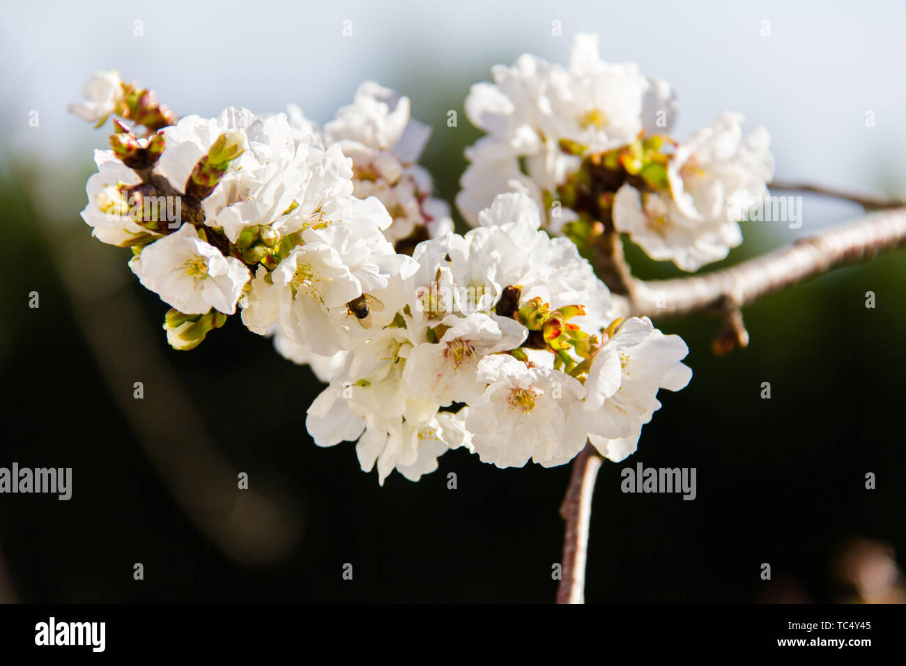 Cherry blossom spain hi-res stock photography and images - Alamy