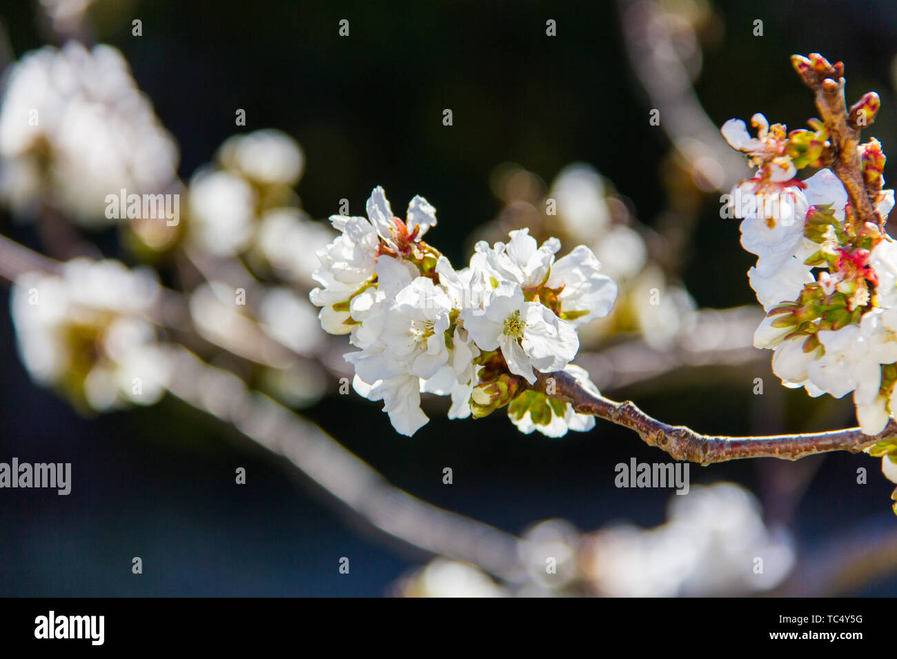 Spain cherry blossom hi-res stock photography and images - Alamy