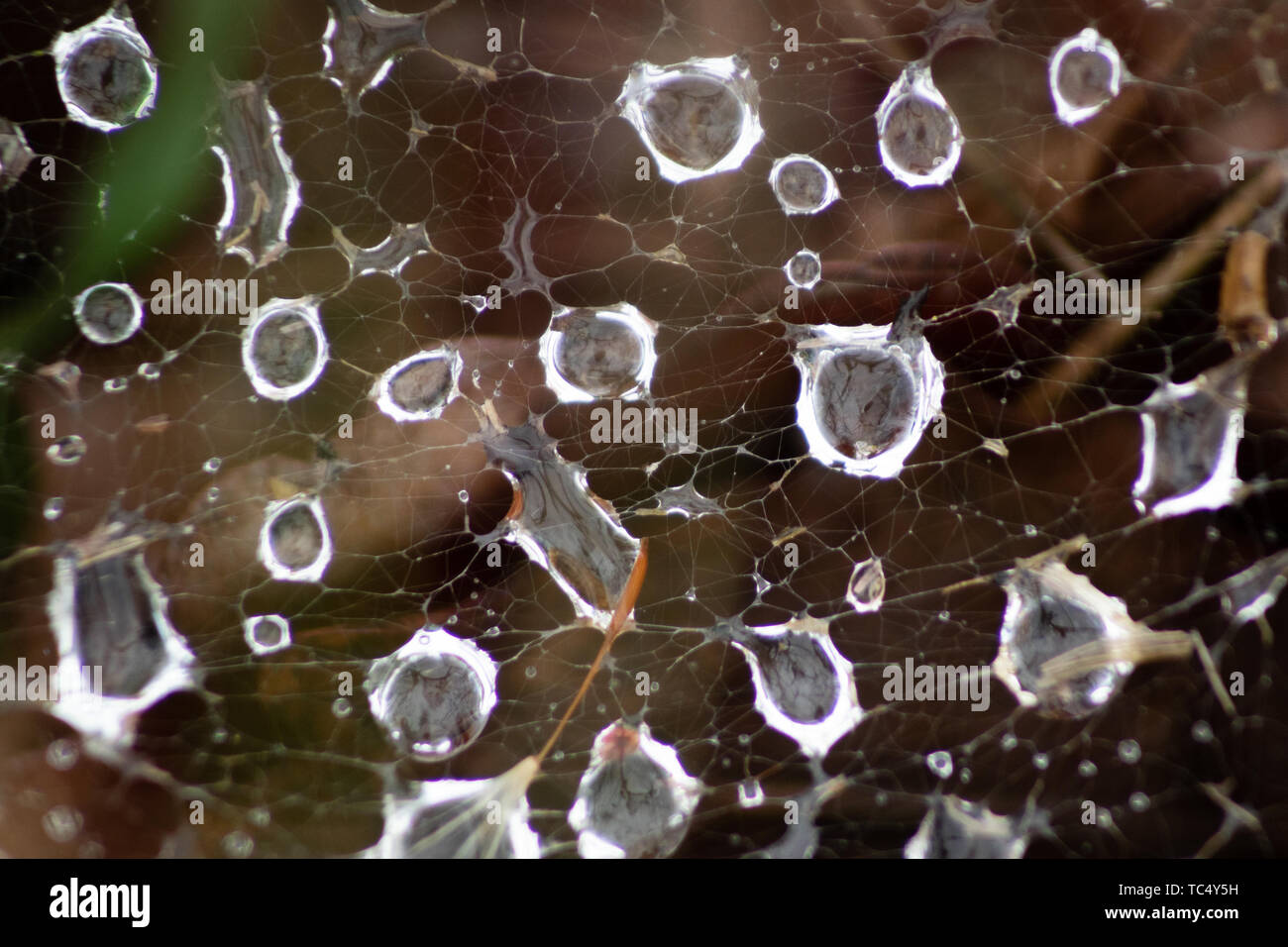 Spider Web Under Microscope
