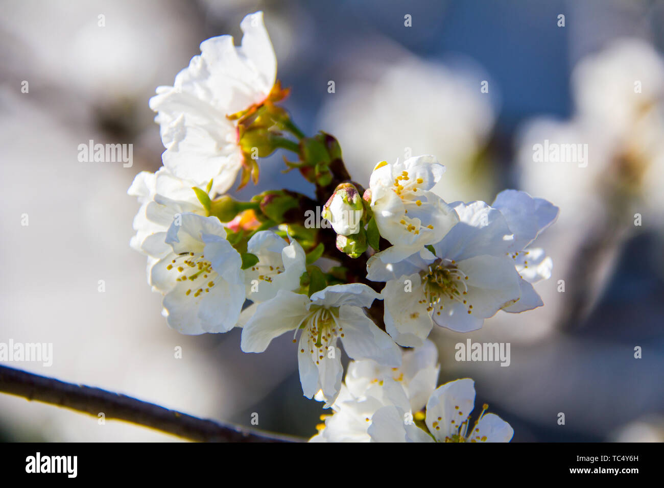 Spain cherry blossom hi-res stock photography and images - Alamy