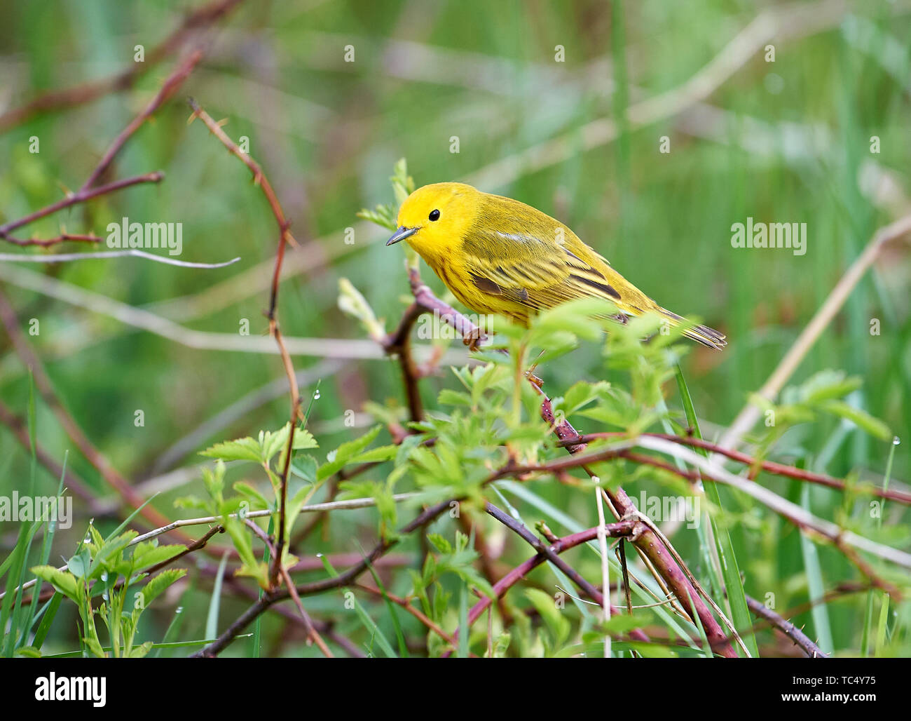 American warblers hi-res stock photography and images - Alamy