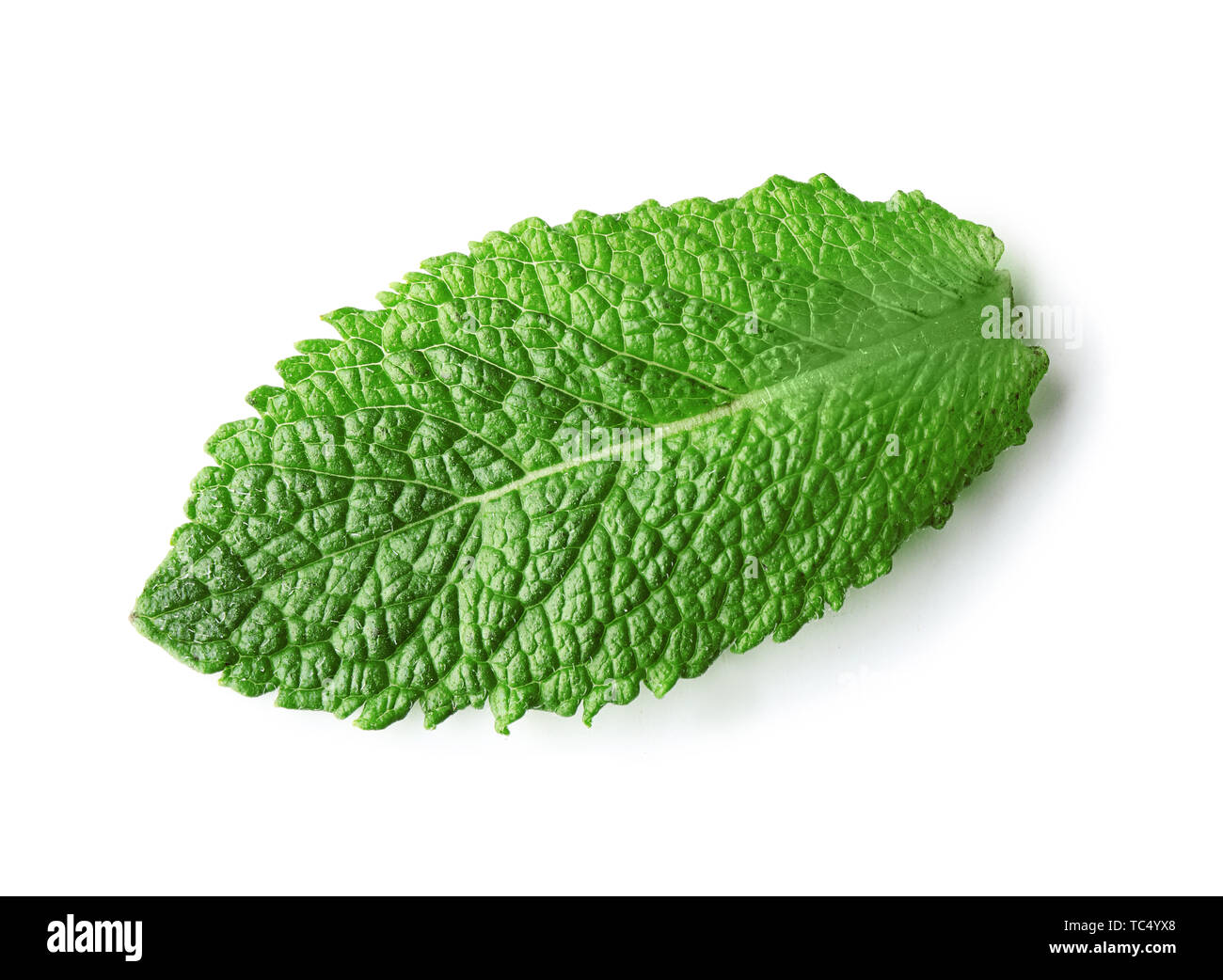 Green mint leaf on white background Stock Photo - Alamy