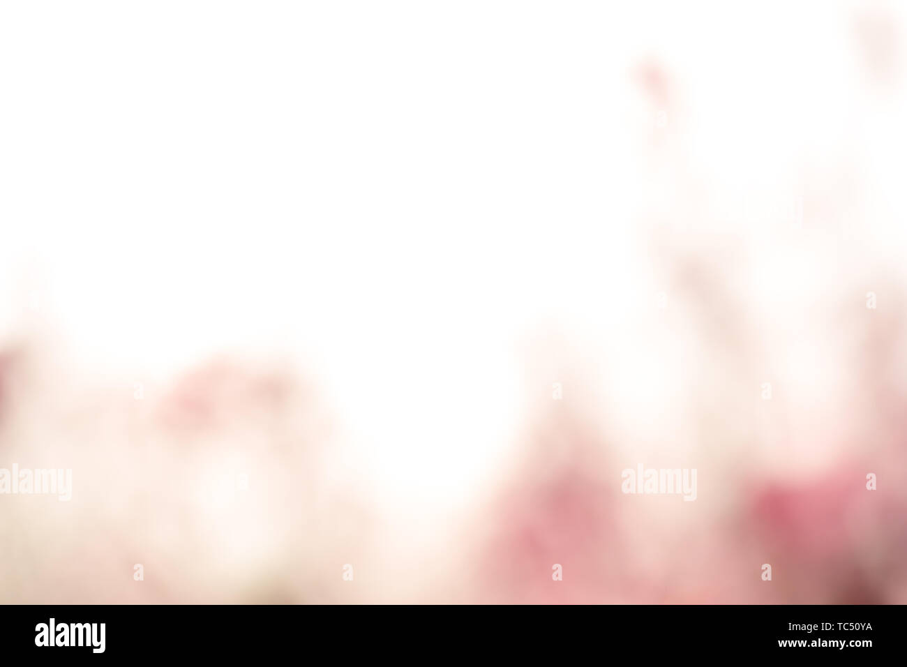 Pink spring background Stock Photo - Alamy