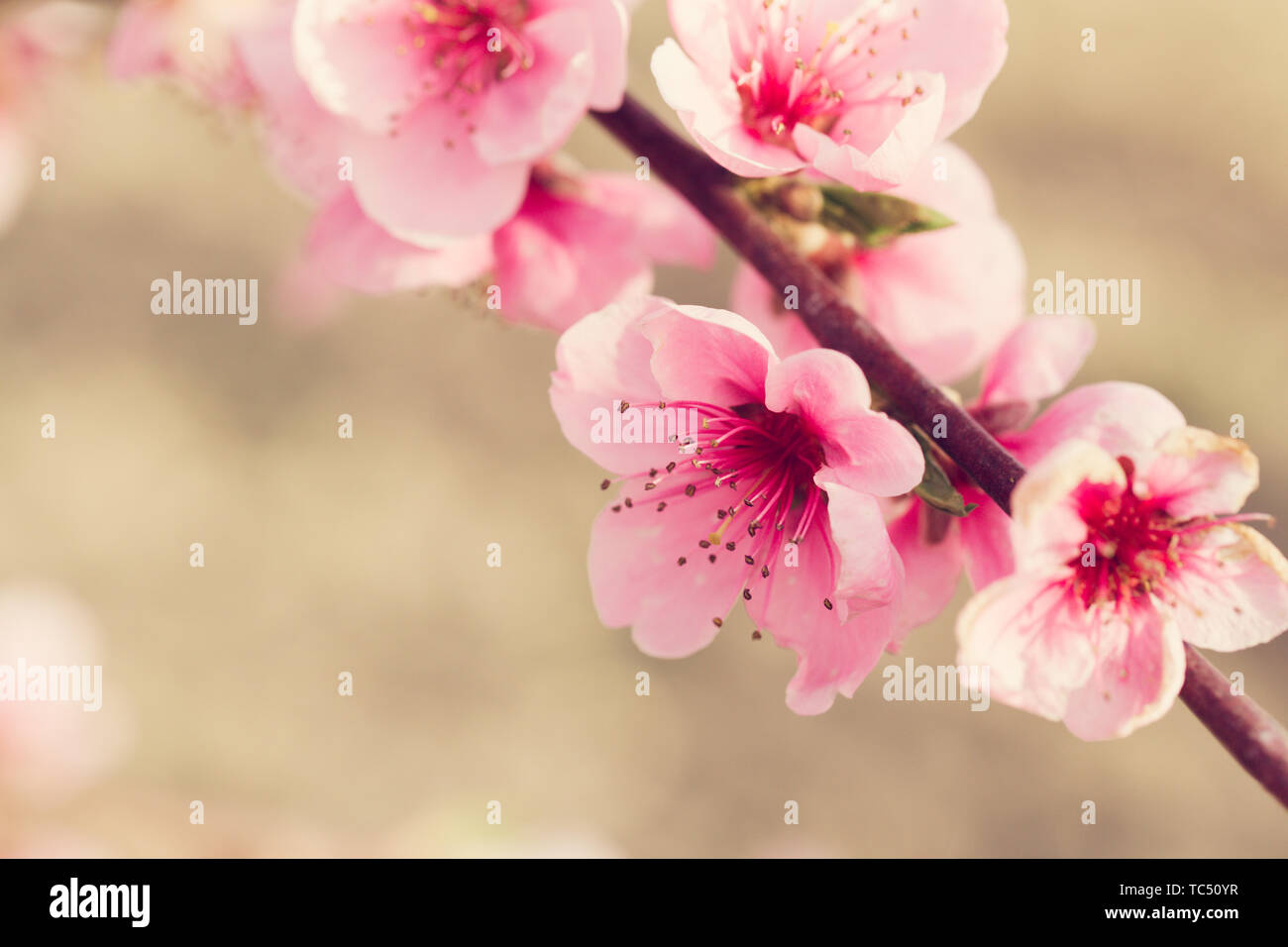 spring tree with pink flowers Stock Photo - Alamy
