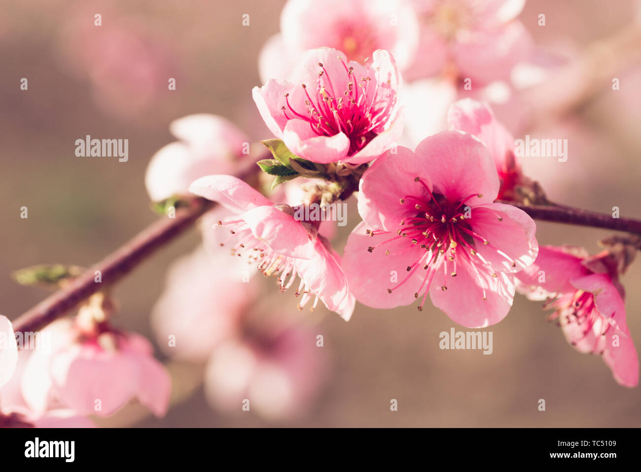 spring tree with pink flowers Stock Photo - Alamy