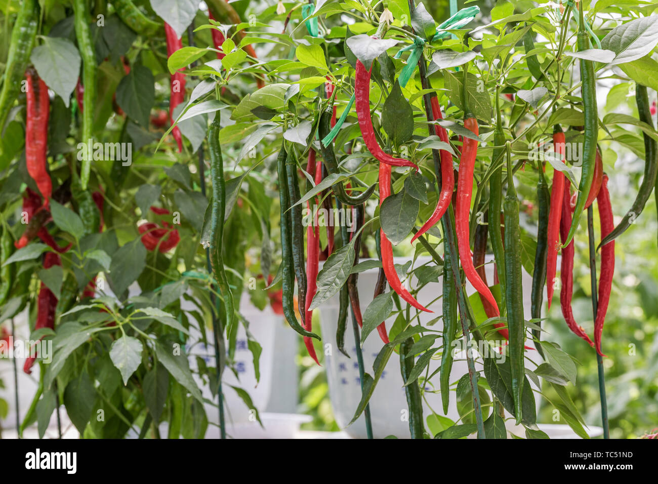 Three-dimensional planting of chili peppers, filmed at Shandong ...