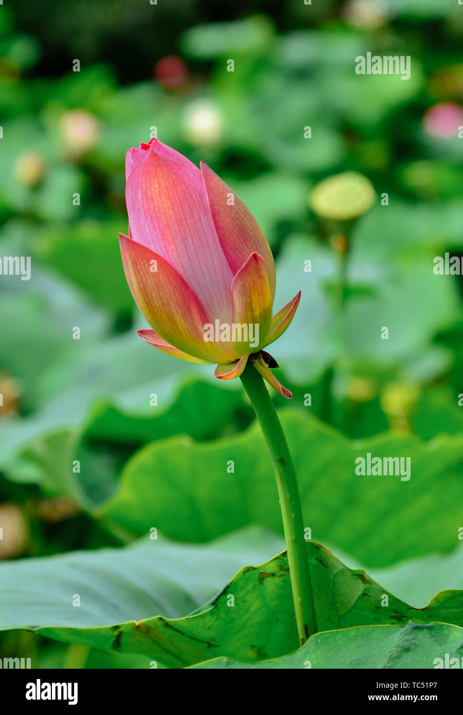 Summer lotus and lotus material Stock Photo - Alamy