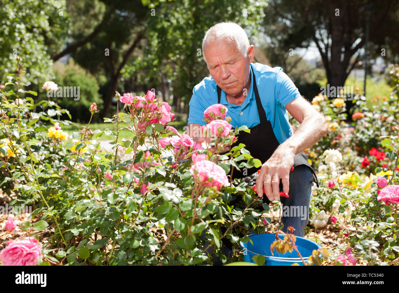 Farmer picking roses hi-res stock photography and images - Alamy