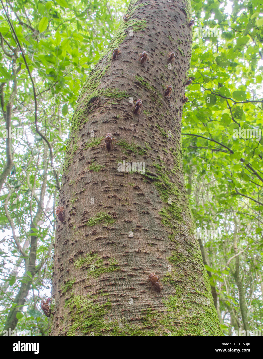 Empty exoskeleton hi-res stock photography and images - Alamy