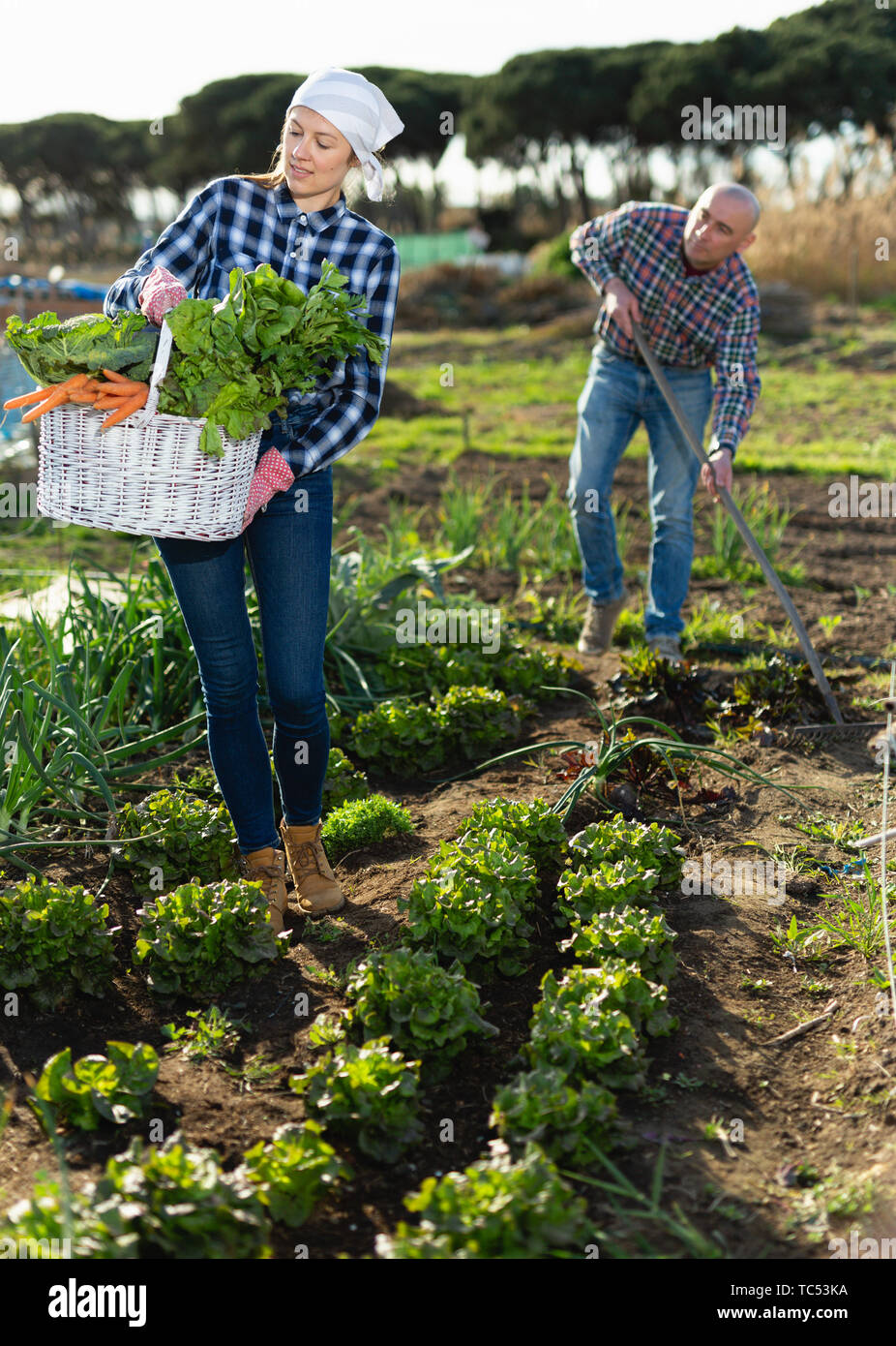 Family harvesting vegetables in the garden Stock Photo - Alamy