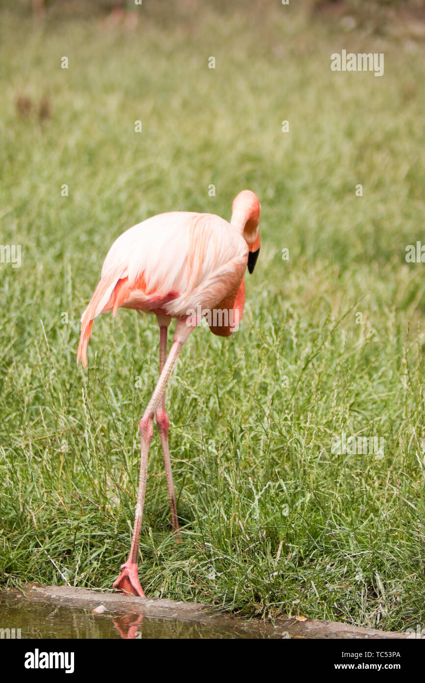Flamingo in wild hi-res stock photography and images - Alamy