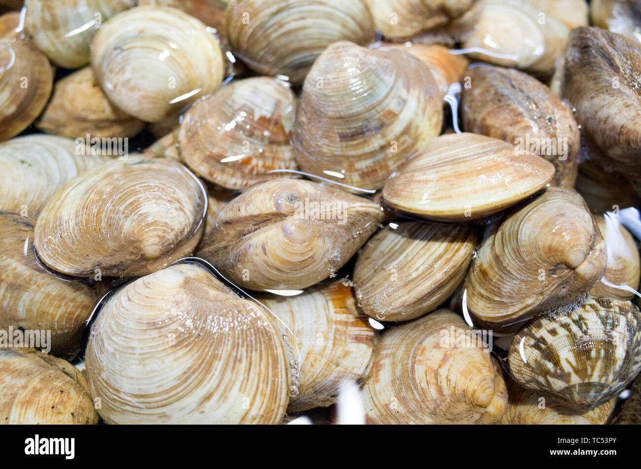 Clams shellfish hi-res stock photography and images - Alamy