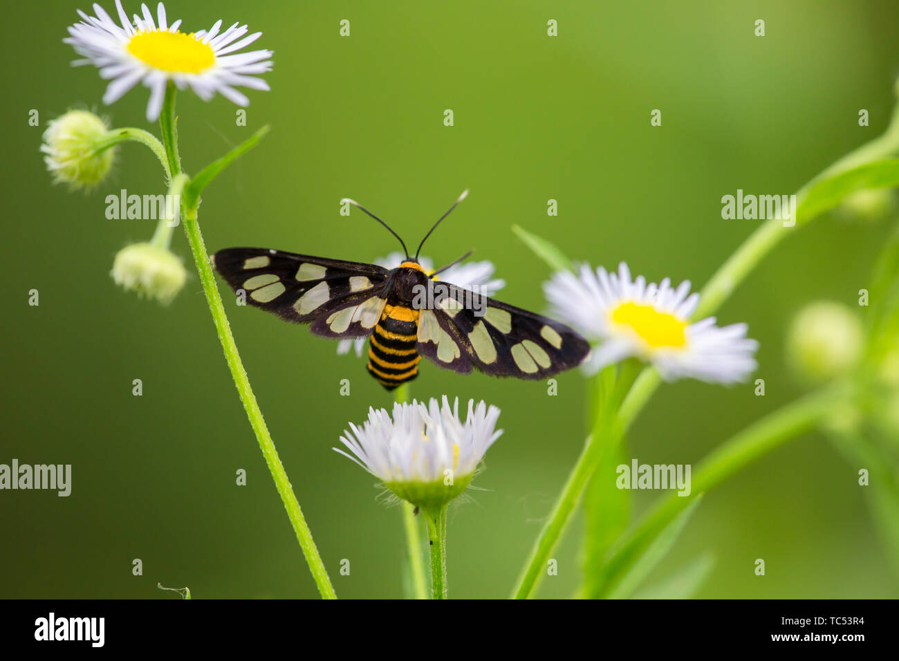 Moths environment hi-res stock photography and images - Alamy
