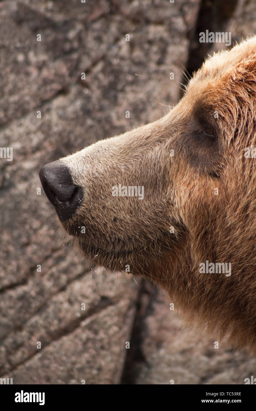 Male Grizzly Bear Close Up High Resolution Stock Photography and Images ...