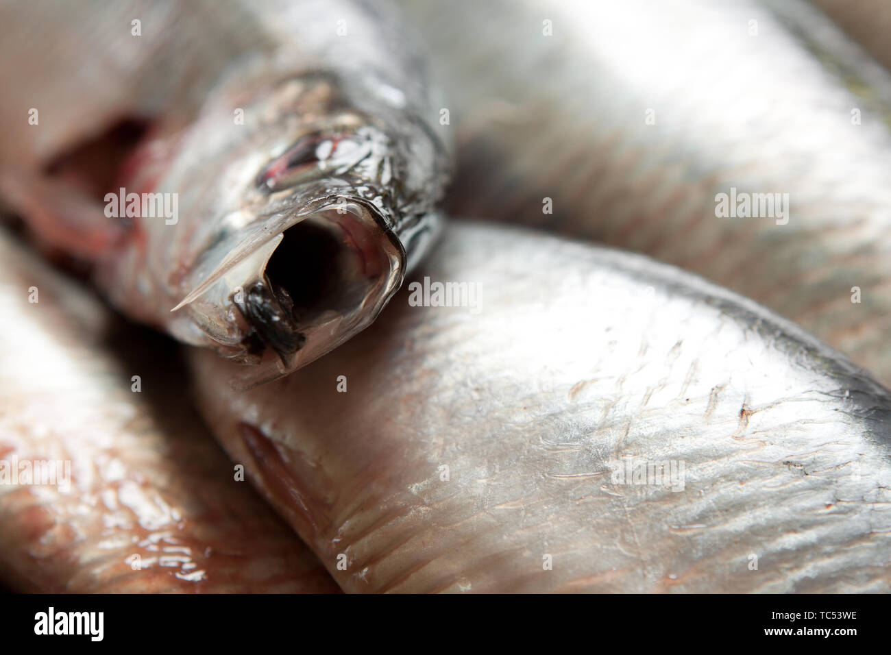 Herring fish hi-res stock photography and images - Alamy