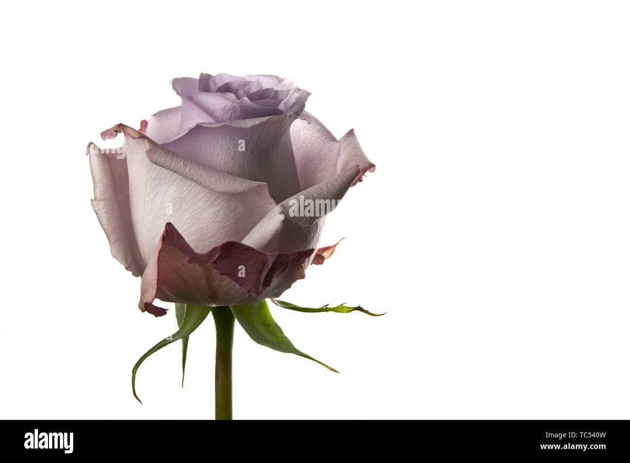 A Lilac Rose flower photographed against a white background Stock Photo ...