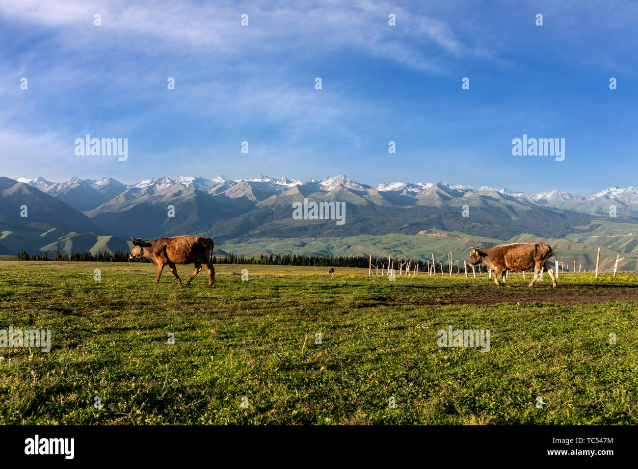 Karajun Prairie, Alpine Prairie, Alpine grassland, alpine pastures ...