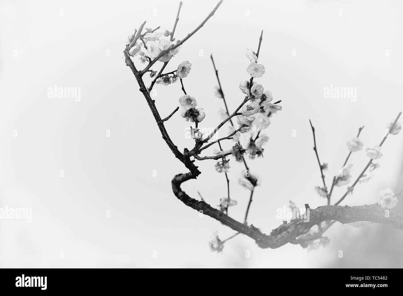 Blossoms of magnolia Black and White Stock Photos & Images - Alamy