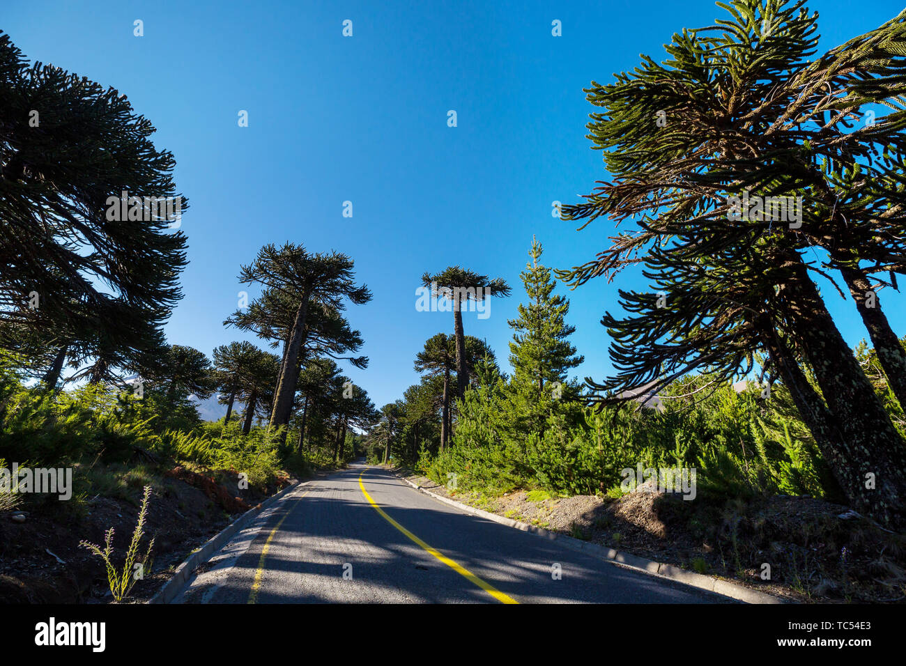 Unusual Araucaria (Araucaria araucana) trees in Andes mountains, Chile ...