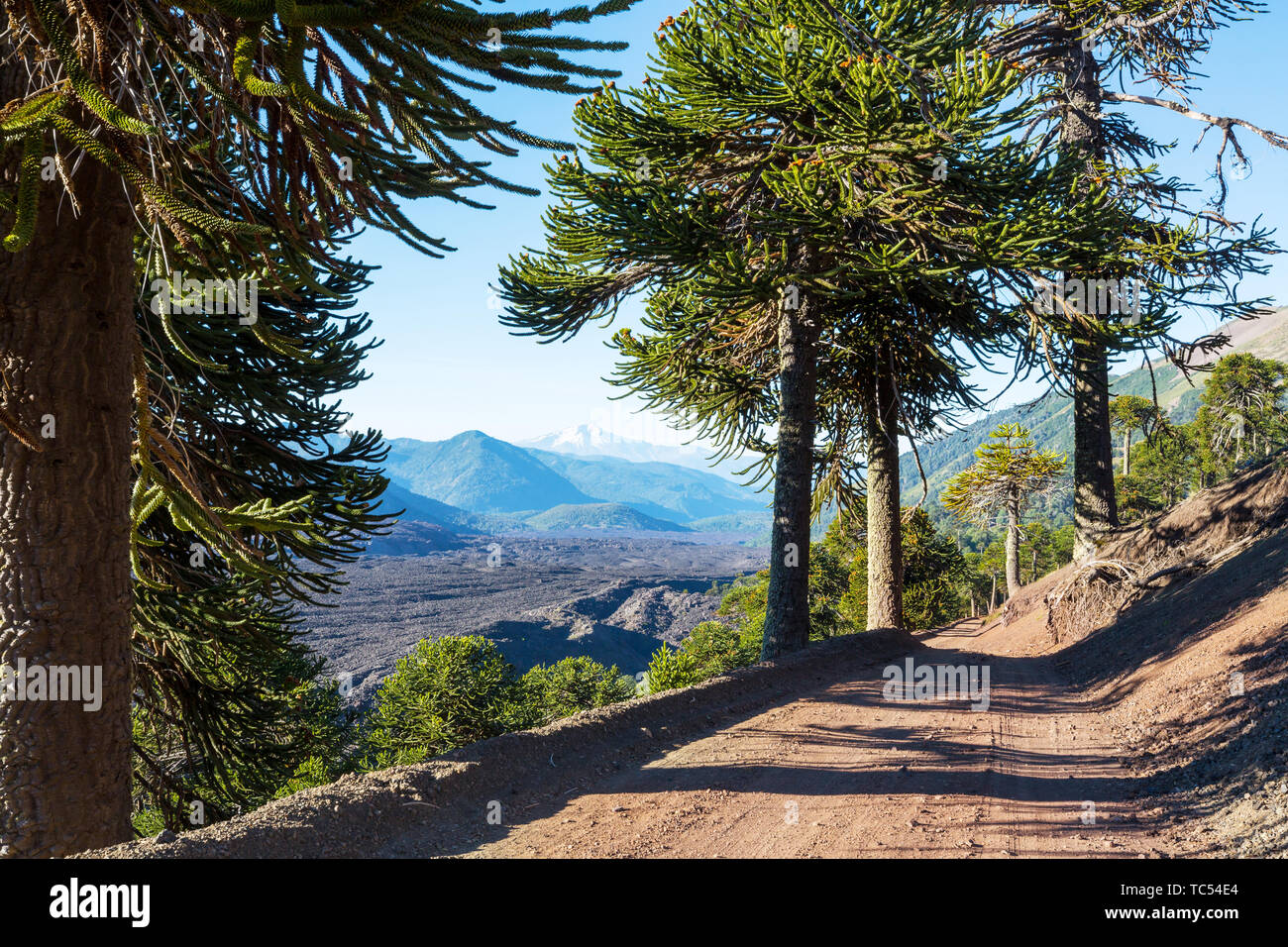Unusual Araucaria (Araucaria araucana) trees in Andes mountains, Chile ...