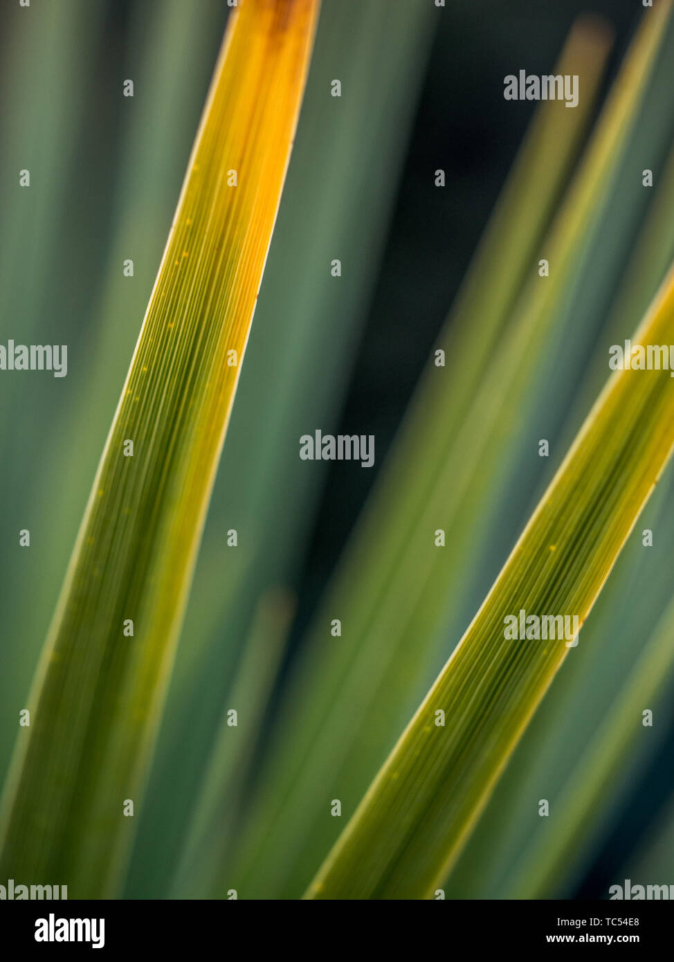 Cabbage Tree Cordyline Australis High Resolution Stock Photography and ...