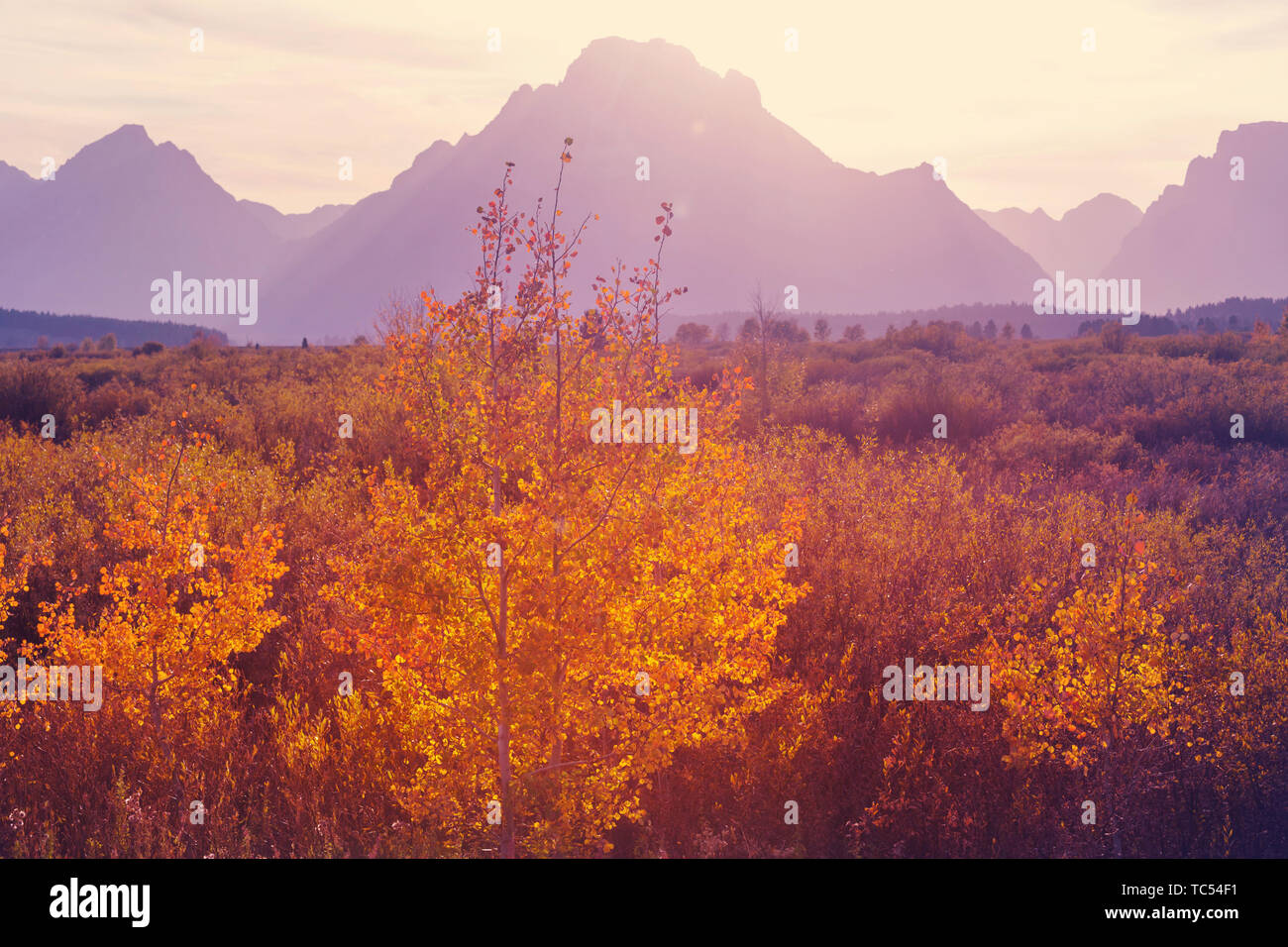 Bright colors of the Fall season in Grand Teton National Park, Wyoming ...