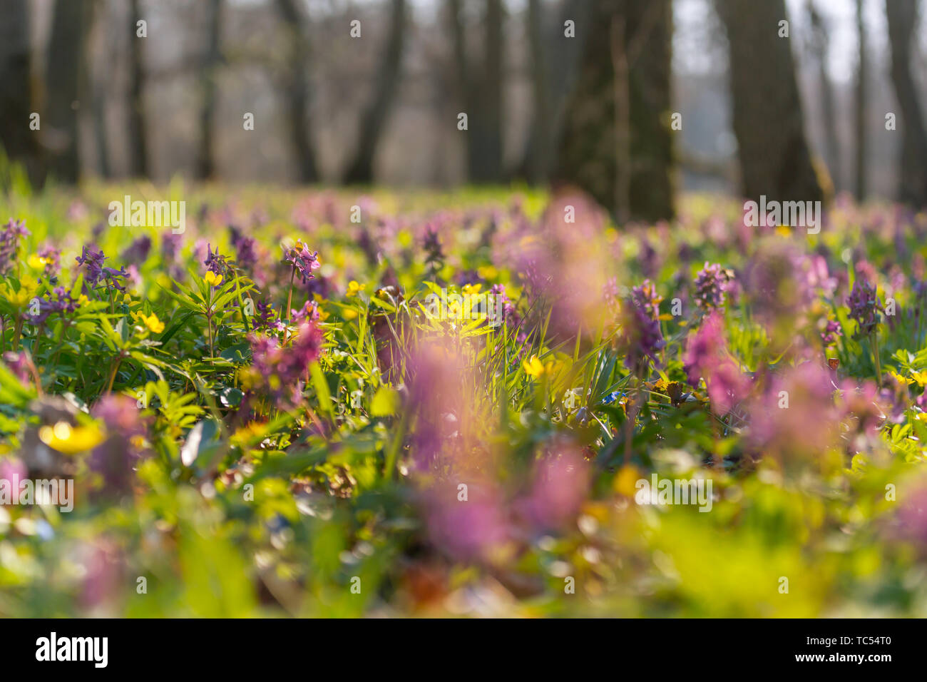 Beautiful garden spring flowers. Natural background Stock Photo - Alamy