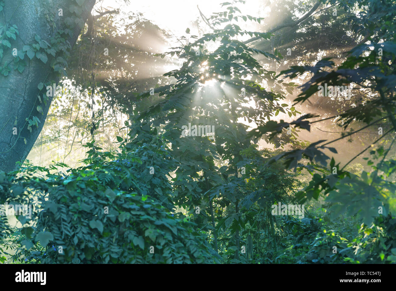 Sunny beams in forest at sunset Stock Photo - Alamy