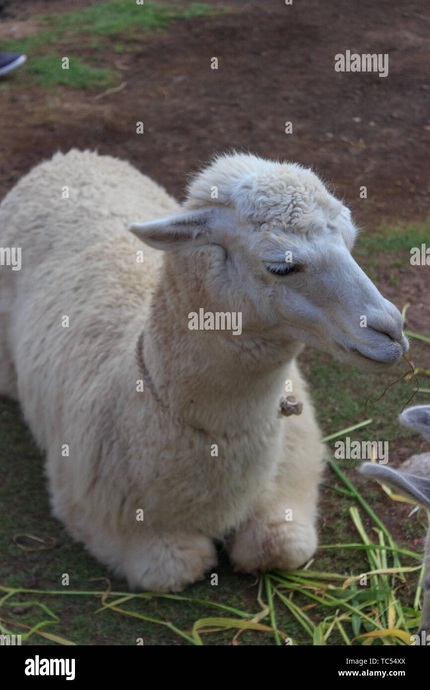 cute lama posing for tourists in cusco, peru Stock Photo - Alamy