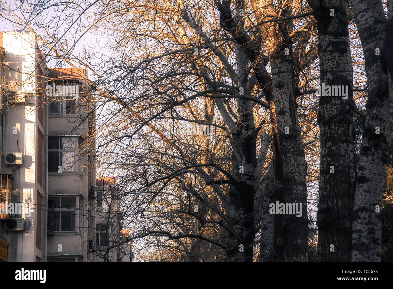 Big poplar hi-res stock photography and images - Alamy