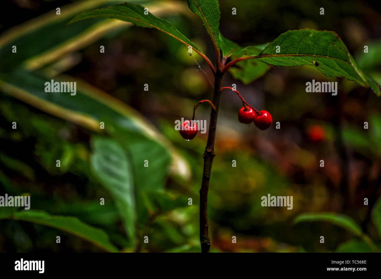 Close-up of fire thorn red bean Stock Photo - Alamy