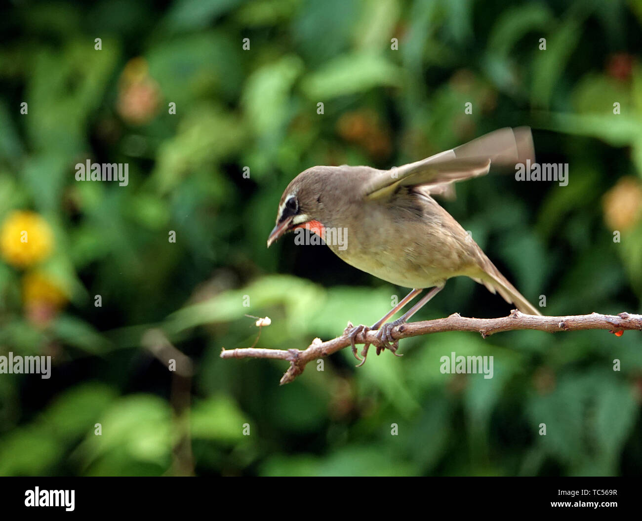 A robin flies hi-res stock photography and images - Alamy