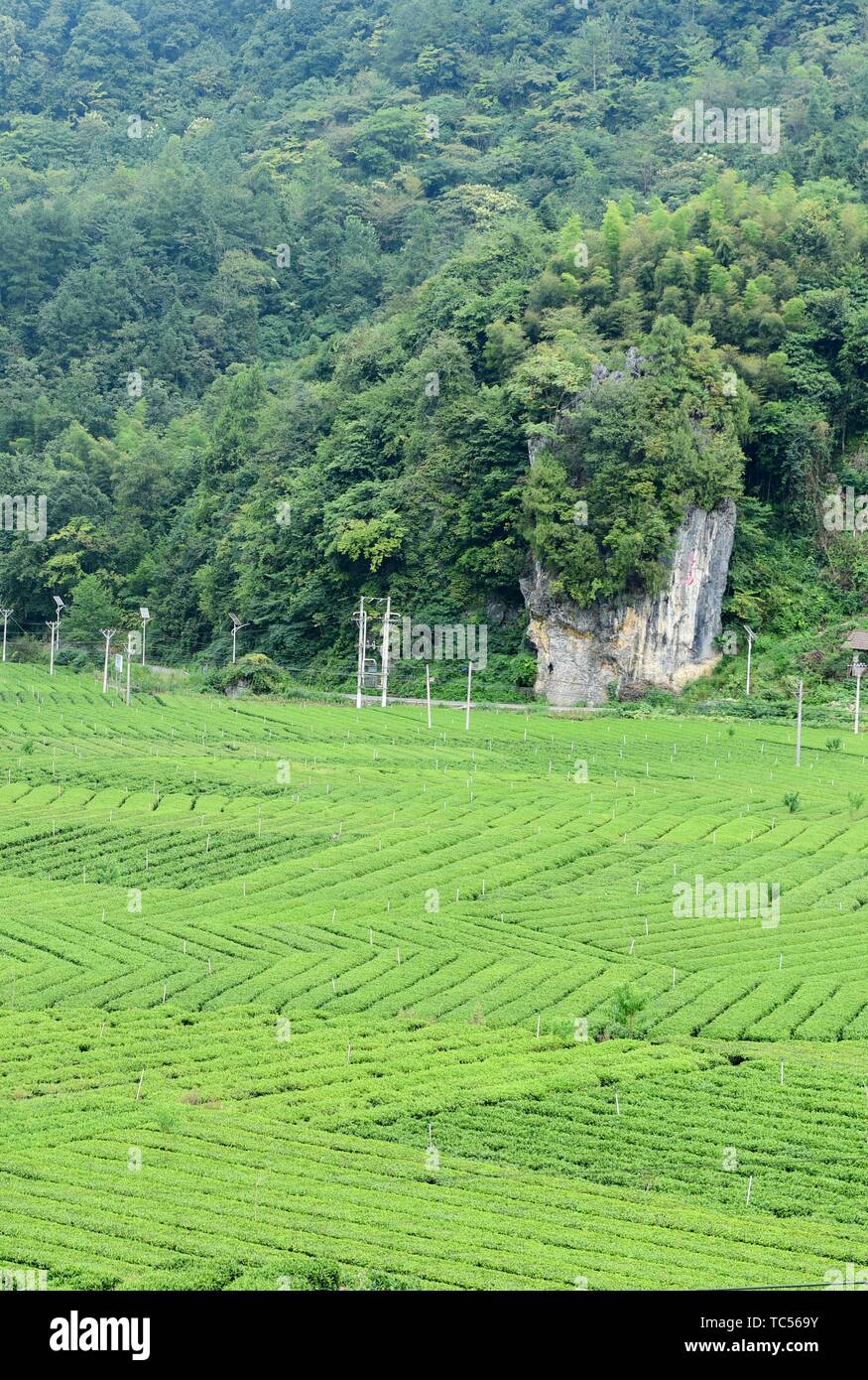 Tea garden scenery Stock Photo - Alamy